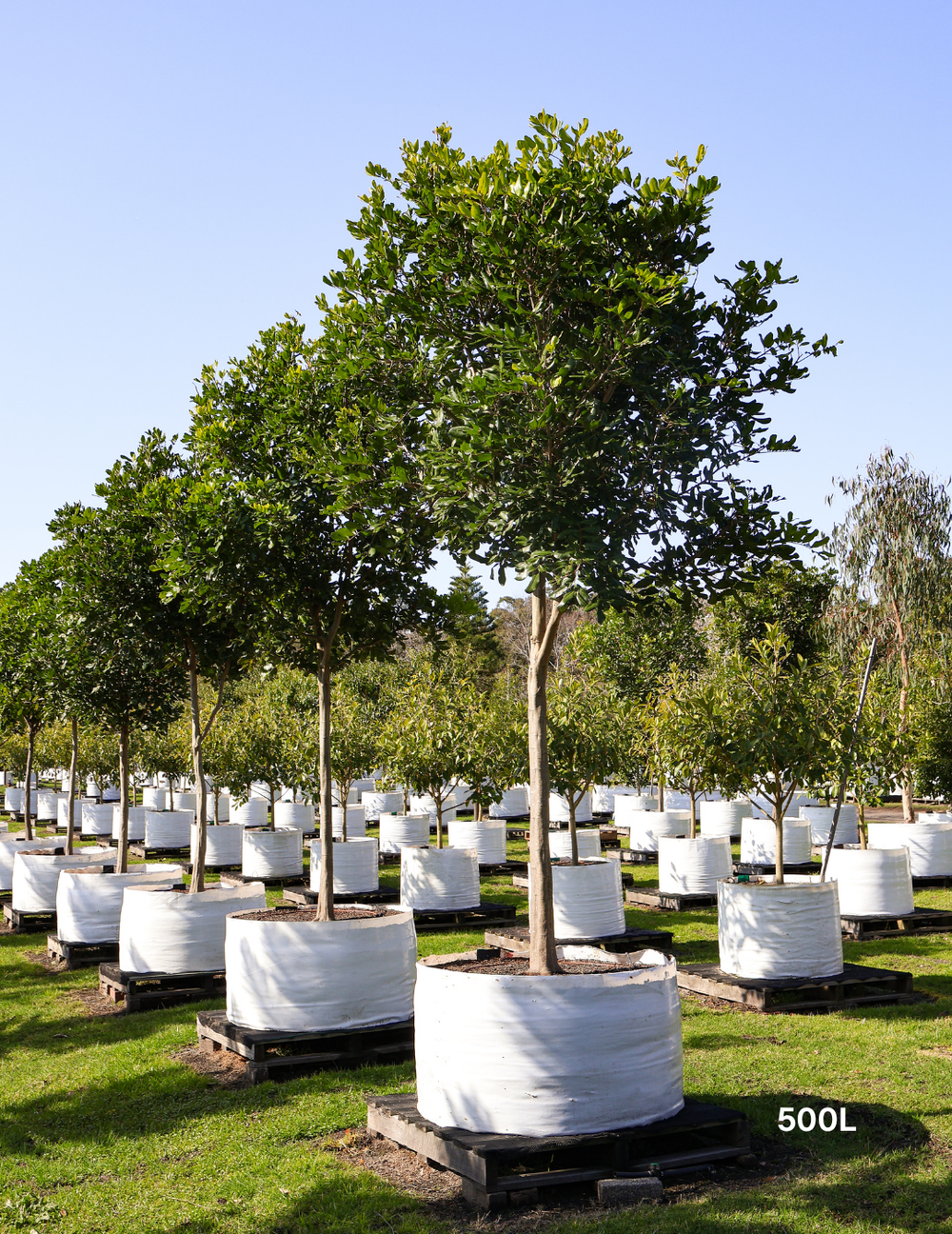 Cupaniopsis anacardioides (Tuckeroo Tree) - Evergreen Trees Direct