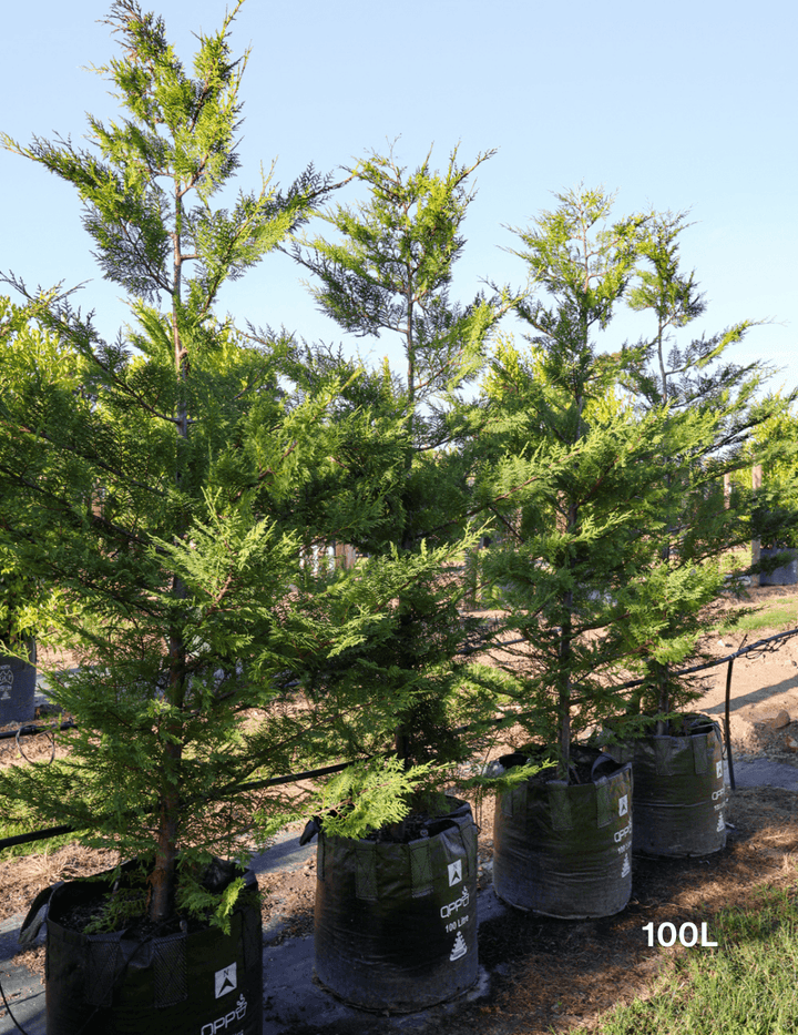 Banksia integrifolia 'Sentinel' - Evergreen Trees Direct