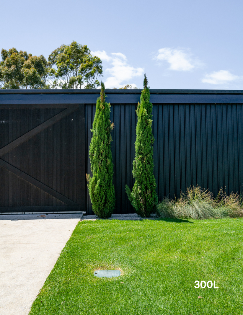 Cupressus sempervirens 'Glauca' (Italian Pencil Pine) - Evergreen Trees ...
