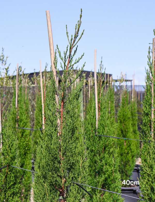 Cupressus sempervirens 'Glauca' (Italian Pencil Pine) - Evergreen Trees ...