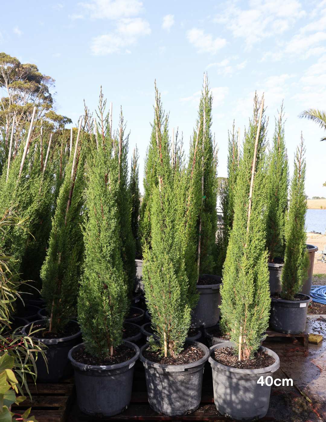 Cupressus sempervirens 'Glauca' (Italian Pencil Pine) - Evergreen Trees ...