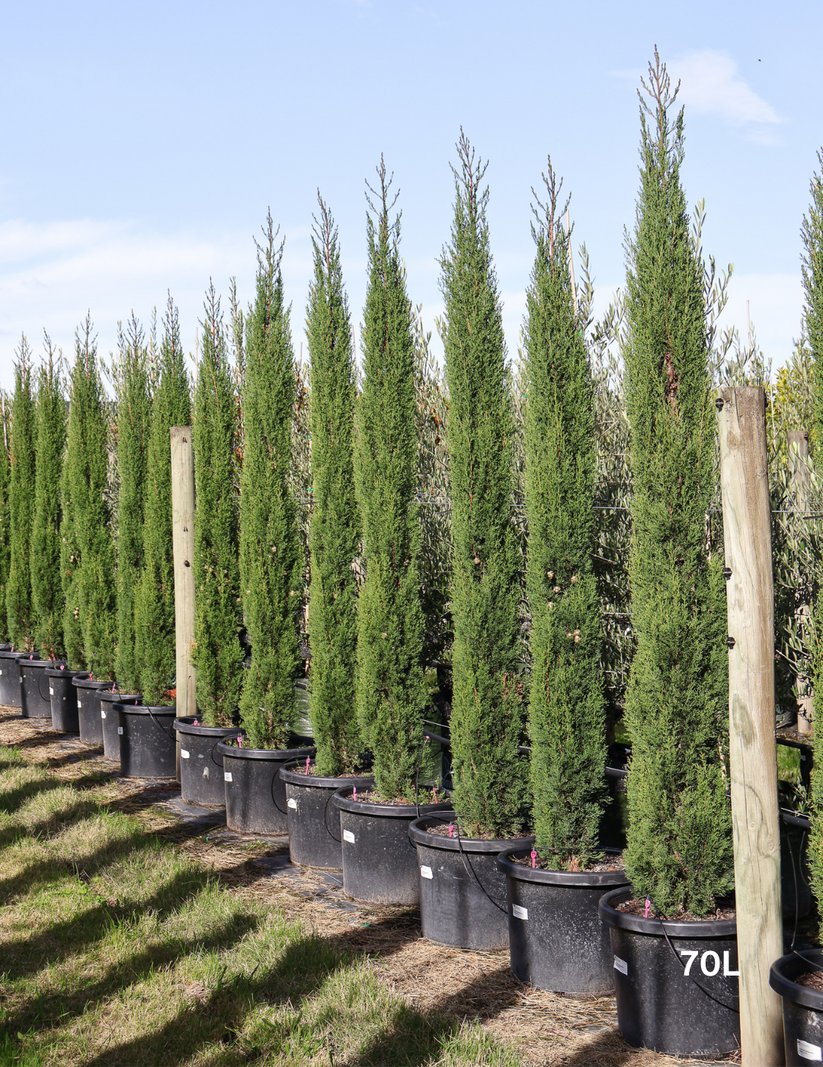 Cupressus sempervirens 'Glauca' (Italian Pencil Pine) - Evergreen Trees ...