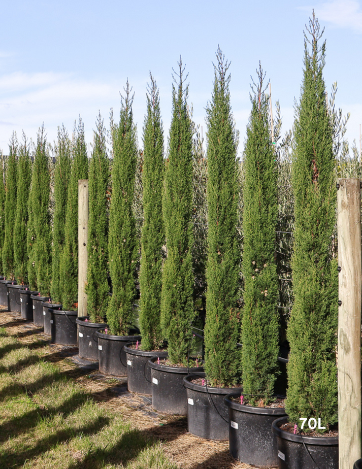 Cupressus sempervirens 'Glauca' (Italian Pencil Pine) - Evergreen Trees ...