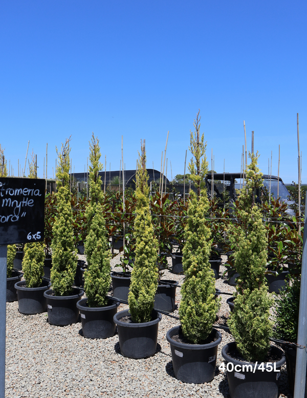 Cupressus sempervirens 'Swane's Gold'- Evergreen Trees Direct