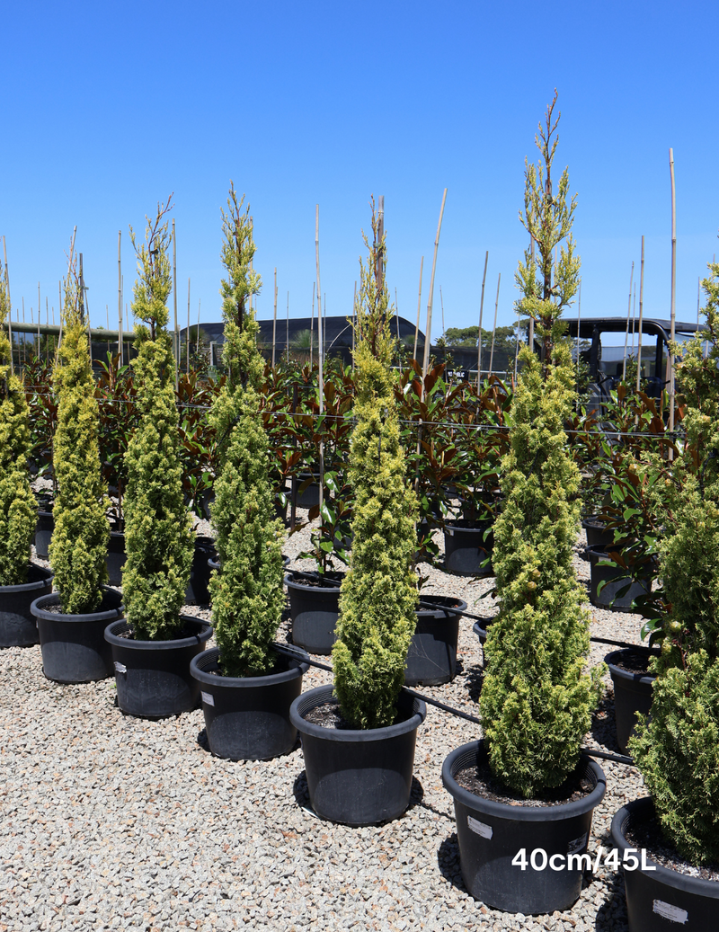 Cupressus sempervirens 'Swane's Gold'- Evergreen Trees Direct