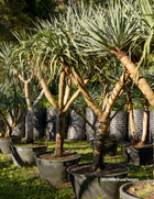 Dracaena draco – Dragon Tree | Architectural Feature Plant - Evergreen ...