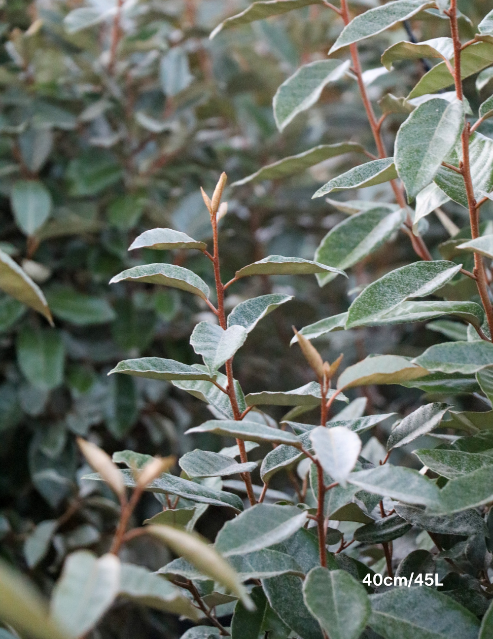 Elaeagnus ebbingei (Silverberry | Oleaster) - Evergreen Trees Direct