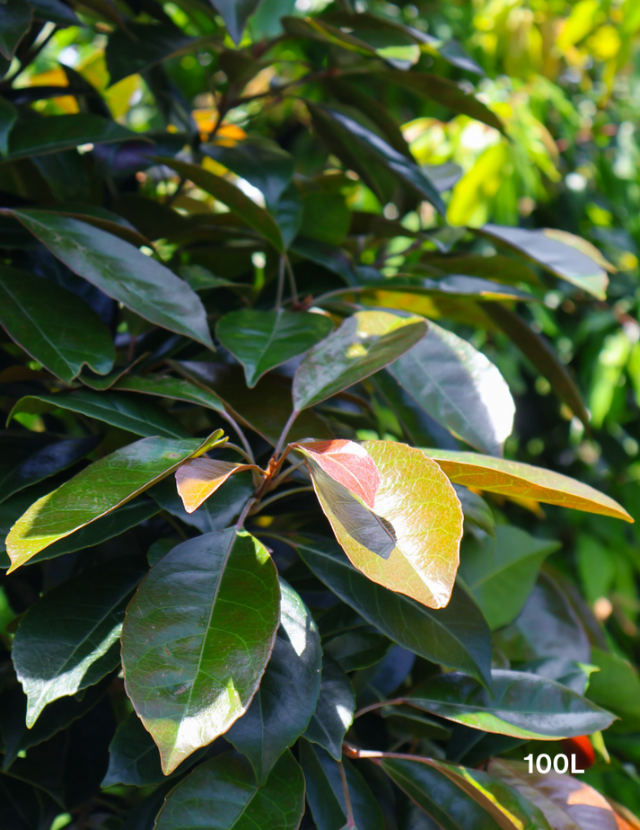 Elaeocarpus Eumundi - Evergreen Trees Direct