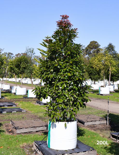 Elaeocarpus Eumundi - Evergreen Trees Direct