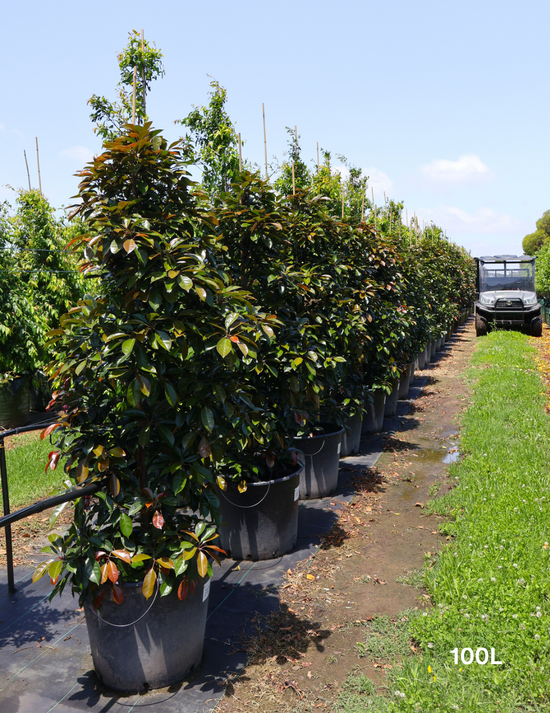 Elaeocarpus Eumundi - Evergreen Trees Direct