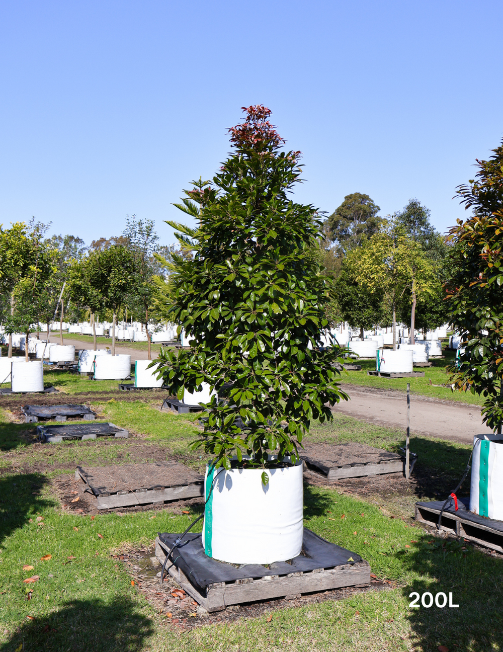 Elaeocarpus Eumundi - Evergreen Trees Direct