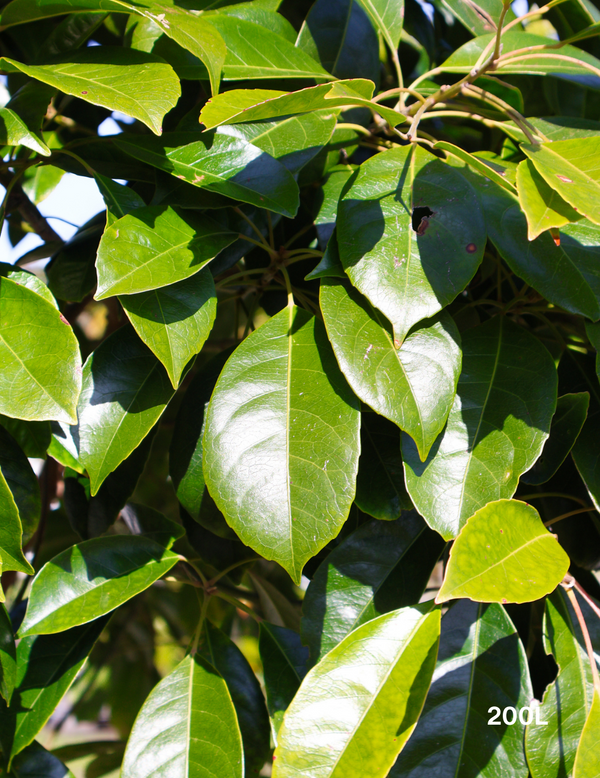 Elaeocarpus Eumundi - Evergreen Trees Direct