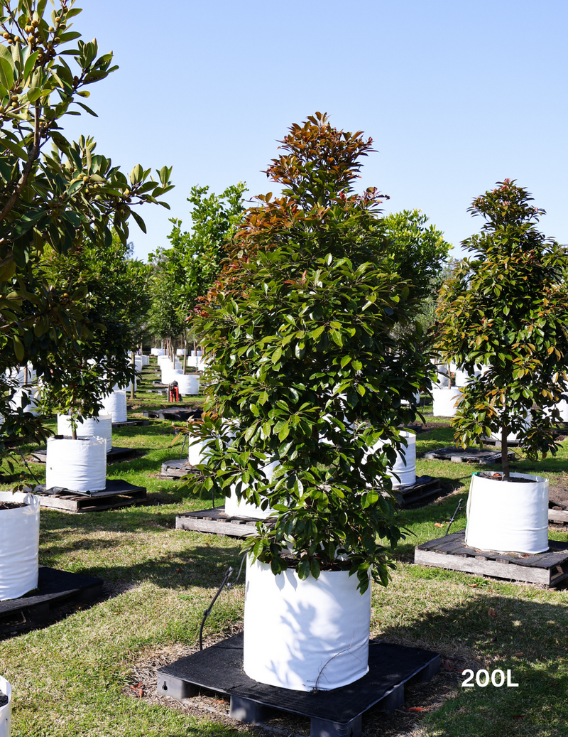 Elaeocarpus Eumundi - Evergreen Trees Direct