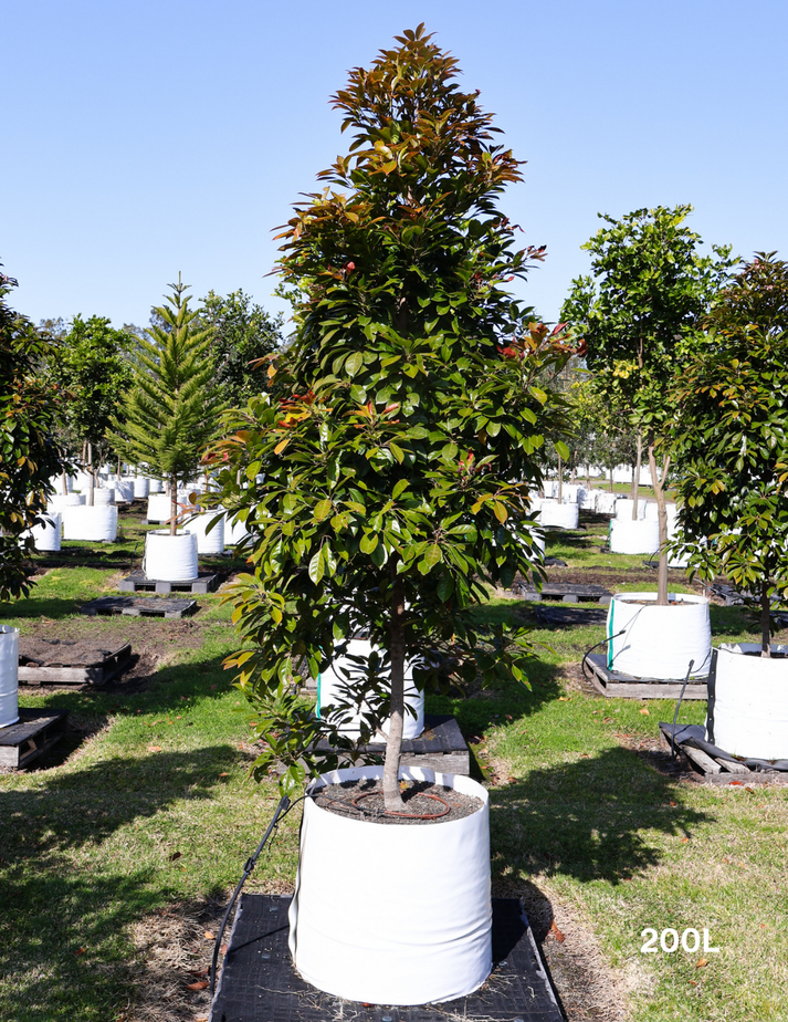 Elaeocarpus Eumundi - Evergreen Trees Direct