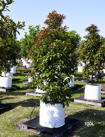 Elaeocarpus Eumundi - Evergreen Trees Direct