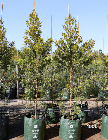 Australian Native Trees for Sale - Evergreen Trees Direct