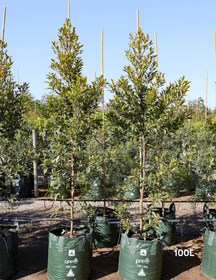 Australian Native Trees for Sale - Evergreen Trees Direct