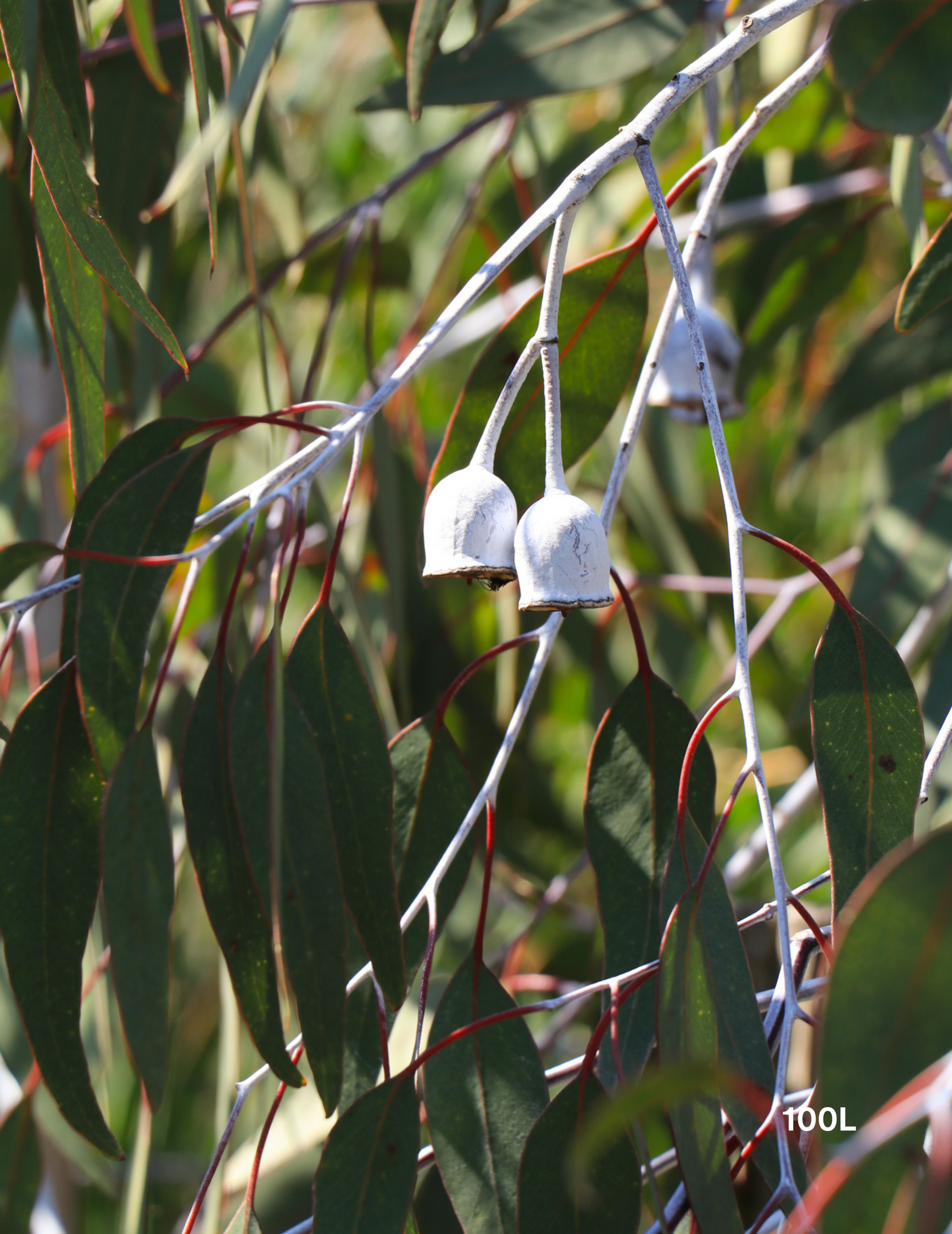 Eucalyptus caesia 'Silver Princess' - Silver Princess Gum - Evergreen ...