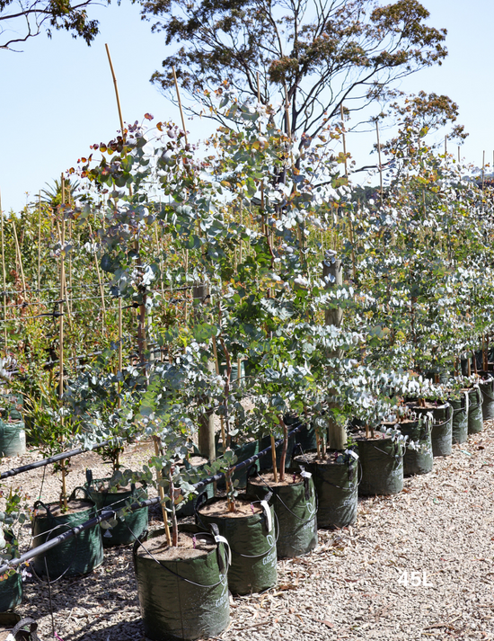 Silver Dollar Tree (Eucalyptus cinerea) - Garden Center Point