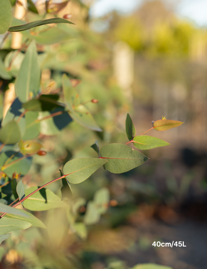 Eucalyptus leucoxylon connata – Yellow Gum | Hardy Australian Shade Tree