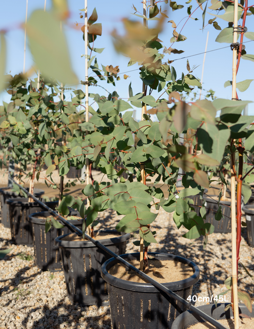 Eucalyptus leucoxylon 'Euky Dwarf' - Evergreen Trees Direct