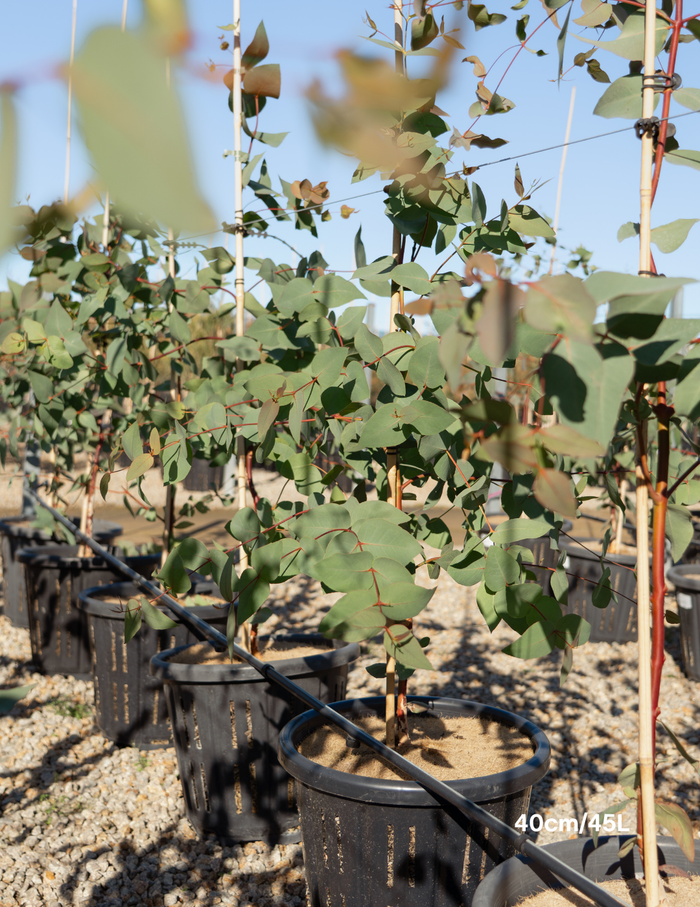 Eucalyptus leucoxylon 'Euky Dwarf' - Evergreen Trees Direct