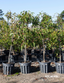 Eucalyptus leucoxylon 'Euky Dwarf' | Evergreen Trees Direct