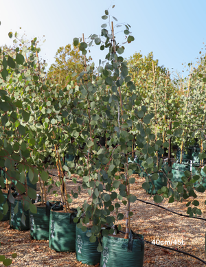 Eucalyptus polyanthemos - Red Box