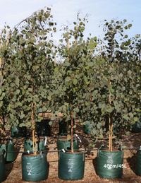Eucalyptus polyanthemos - Red Box