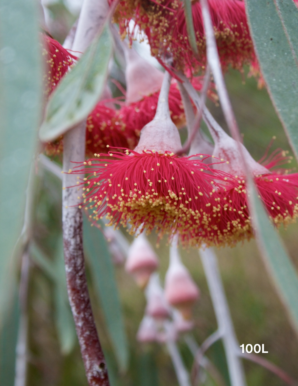 Eucalyptus caesia 'Silver Princess' - Silver Princess Gum - Evergreen ...