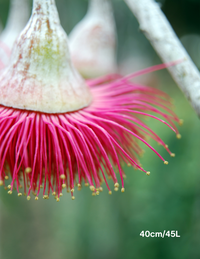 Eucalyptus caesia 'Silver Princess' | Weeping Gum Tree