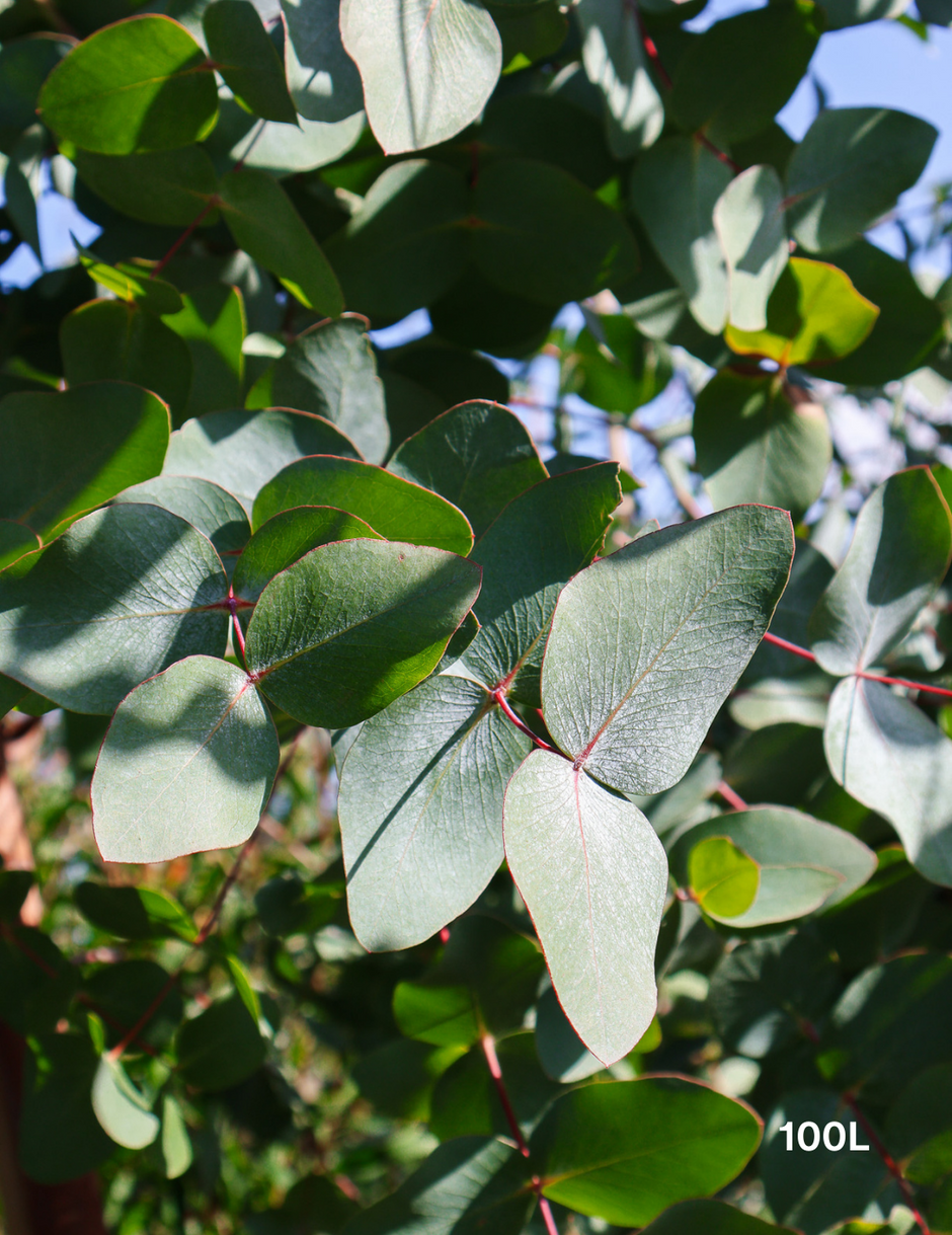 The Waterhousea Floribunda (Lilly Pilly) - The Perfect Hedging Tree fo