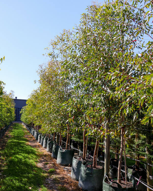Eucalyptus macrandra | Long-flowered Marlock Native Tree