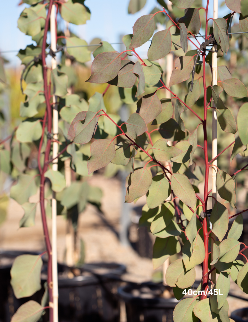 Eucalyptus blakelyi – Blakely’s Red Gum | Hardy Australian Shade Tree