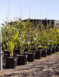 Eucalyptus blakelyi – Blakely’s Red Gum | Hardy Australian Shade Tree