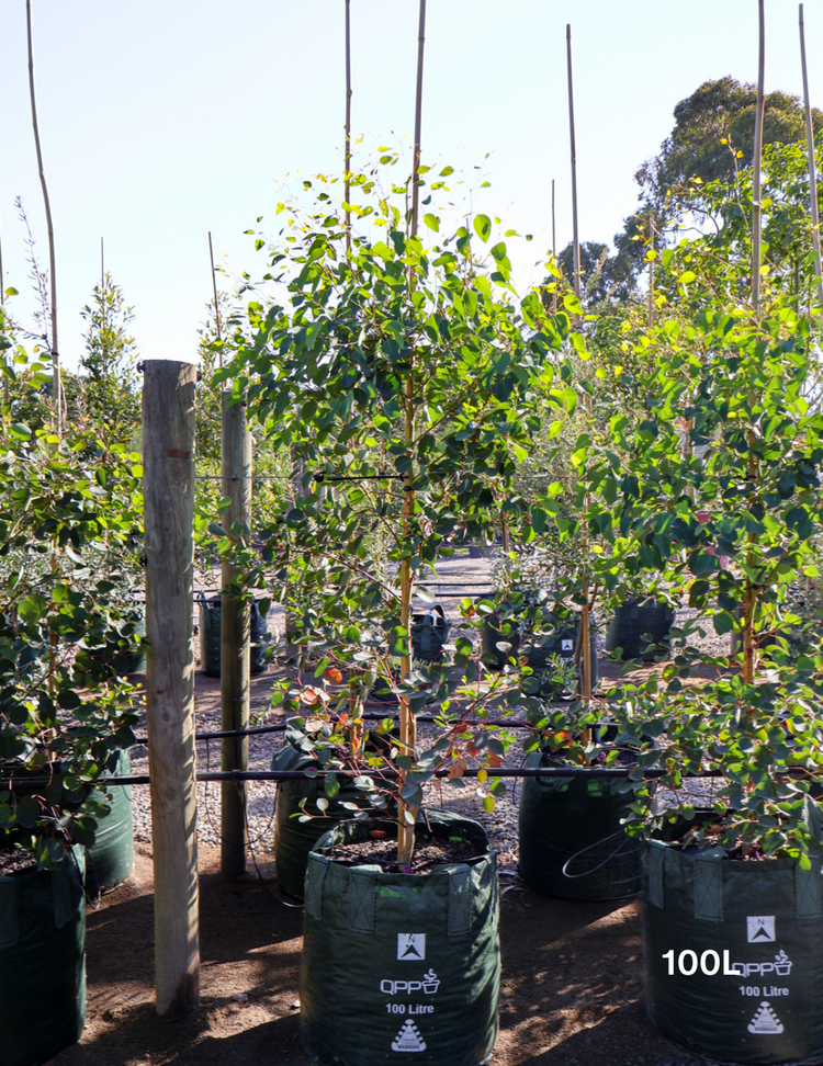 Eucalyptus cladocalyx - Evergreen Trees Direct