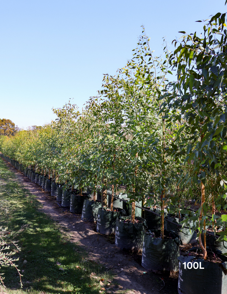 Eucalyptus cladocalyx - Evergreen Trees Direct