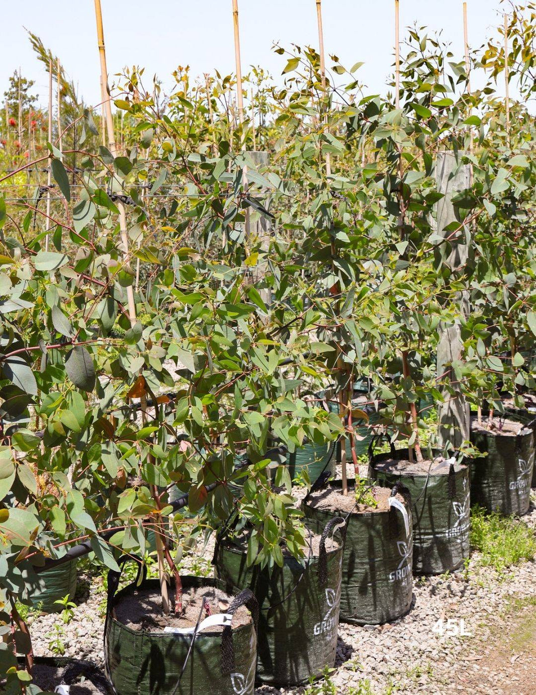Australian Native Trees for Sale - Evergreen Trees Direct