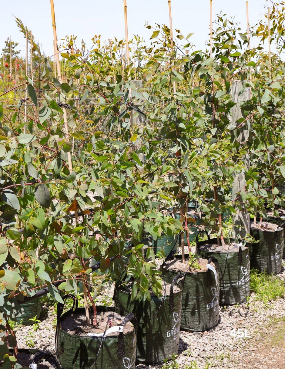 Australian Native Trees for Sale - Evergreen Trees Direct