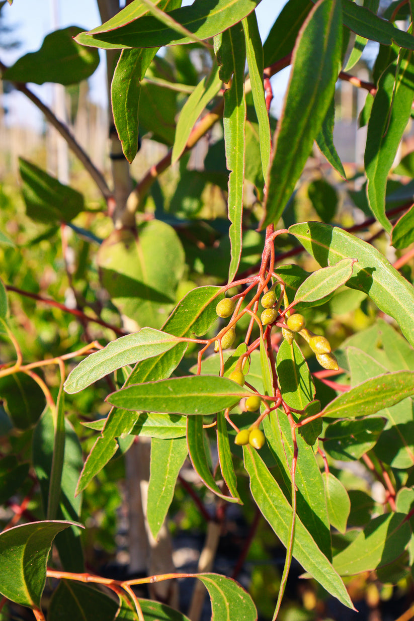 Eucalyptus leucoxylon 'Euky Dwarf' - Evergreen Trees Direct
