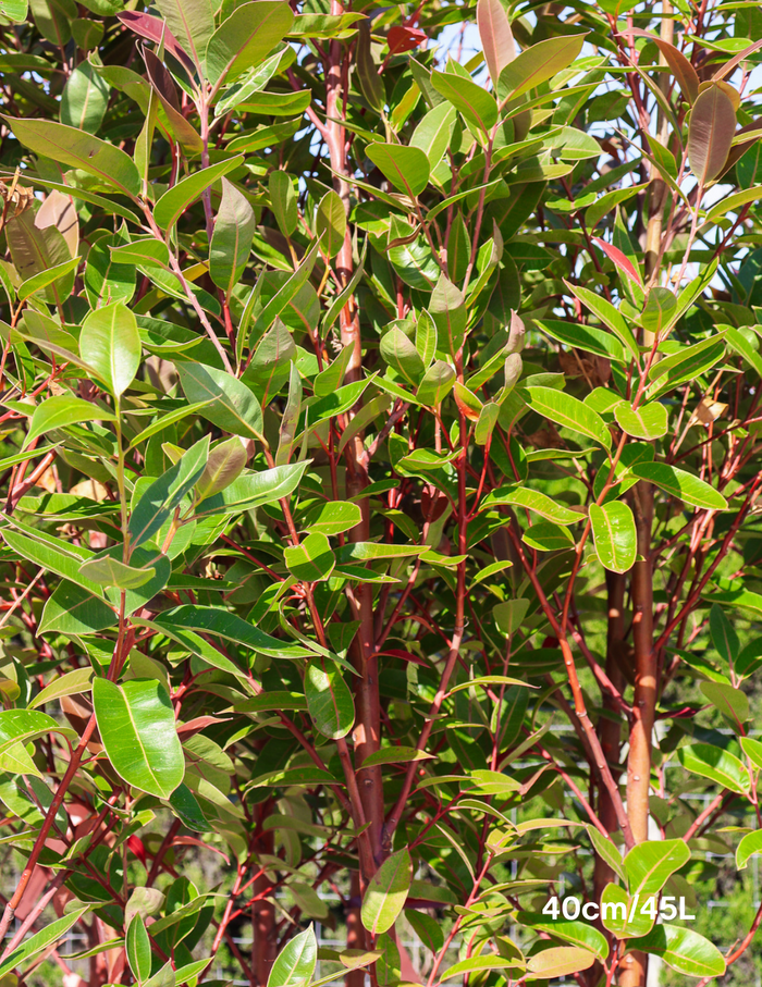 Eucalyptus robusta 'Matong' - Evergreen Trees Direct