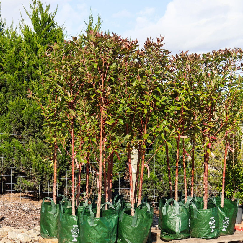 Eucalyptus robusta 'Matong' - Evergreen Trees Direct