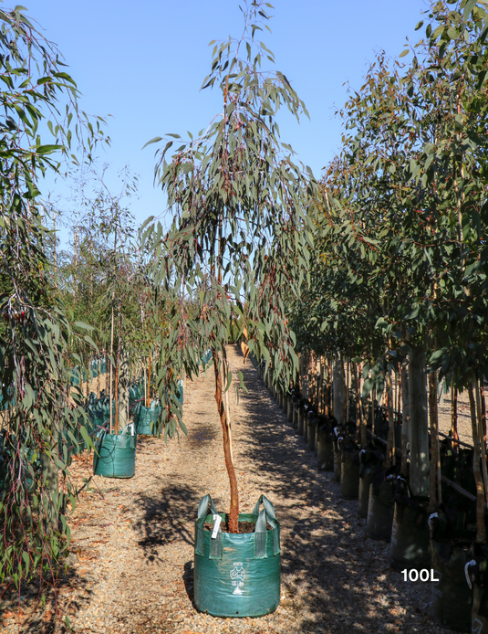 Gum Trees | Evergreen Trees Direct