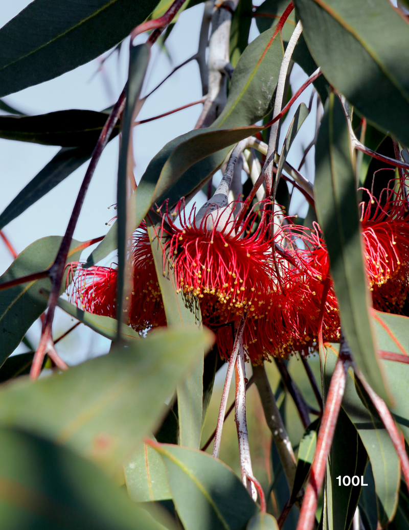 Eucalyptus caesia 'Silver Princess' - Silver Princess Gum - Evergreen ...