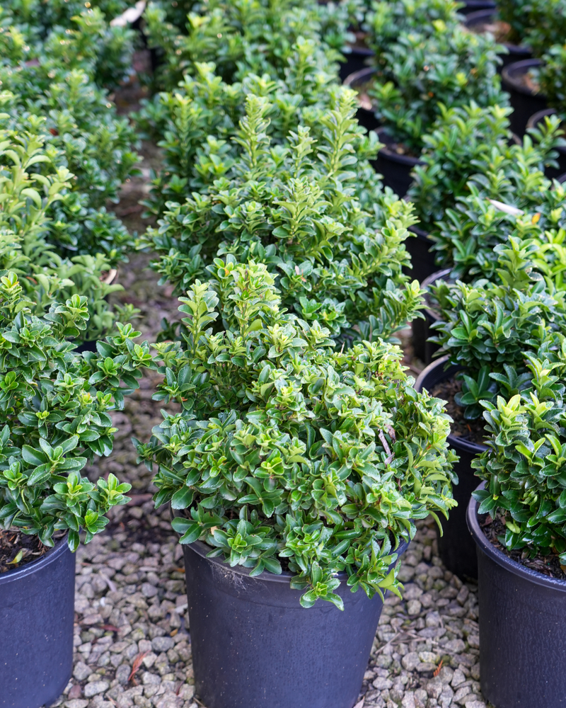 Euonymus 'Green Rocket' | Narrow Columnar Evergreen - Evergreen Trees ...