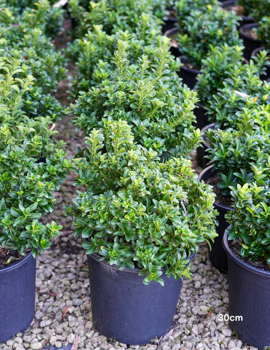 Euonymus japonicus ‘Green Rocket’ | Upright Evergreen for Hedges ...