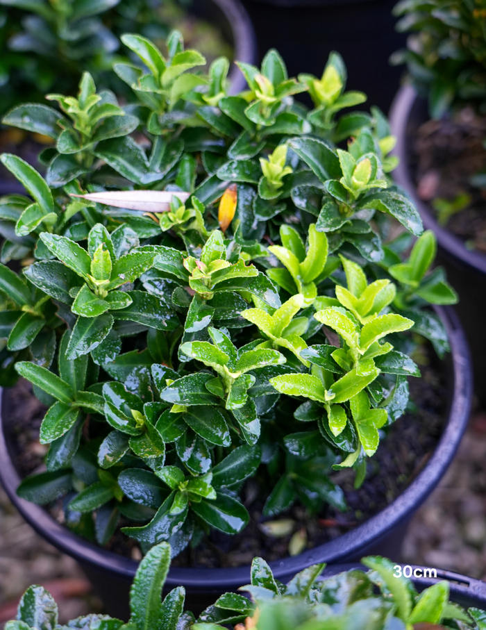 Euonymus japonicus ‘Green Rocket’ | Upright Evergreen for Hedges ...