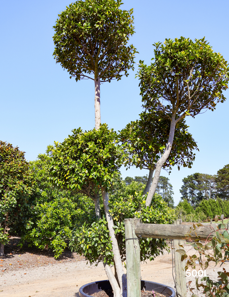 Super Advanced Trees - Evergreen Trees Direct