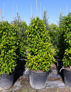 Ficus obliqua 'Figaro' - Evergreen Trees Direct