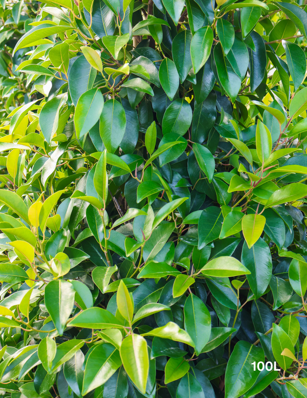 Ficus obliqua 'Figaro' - Evergreen Trees Direct